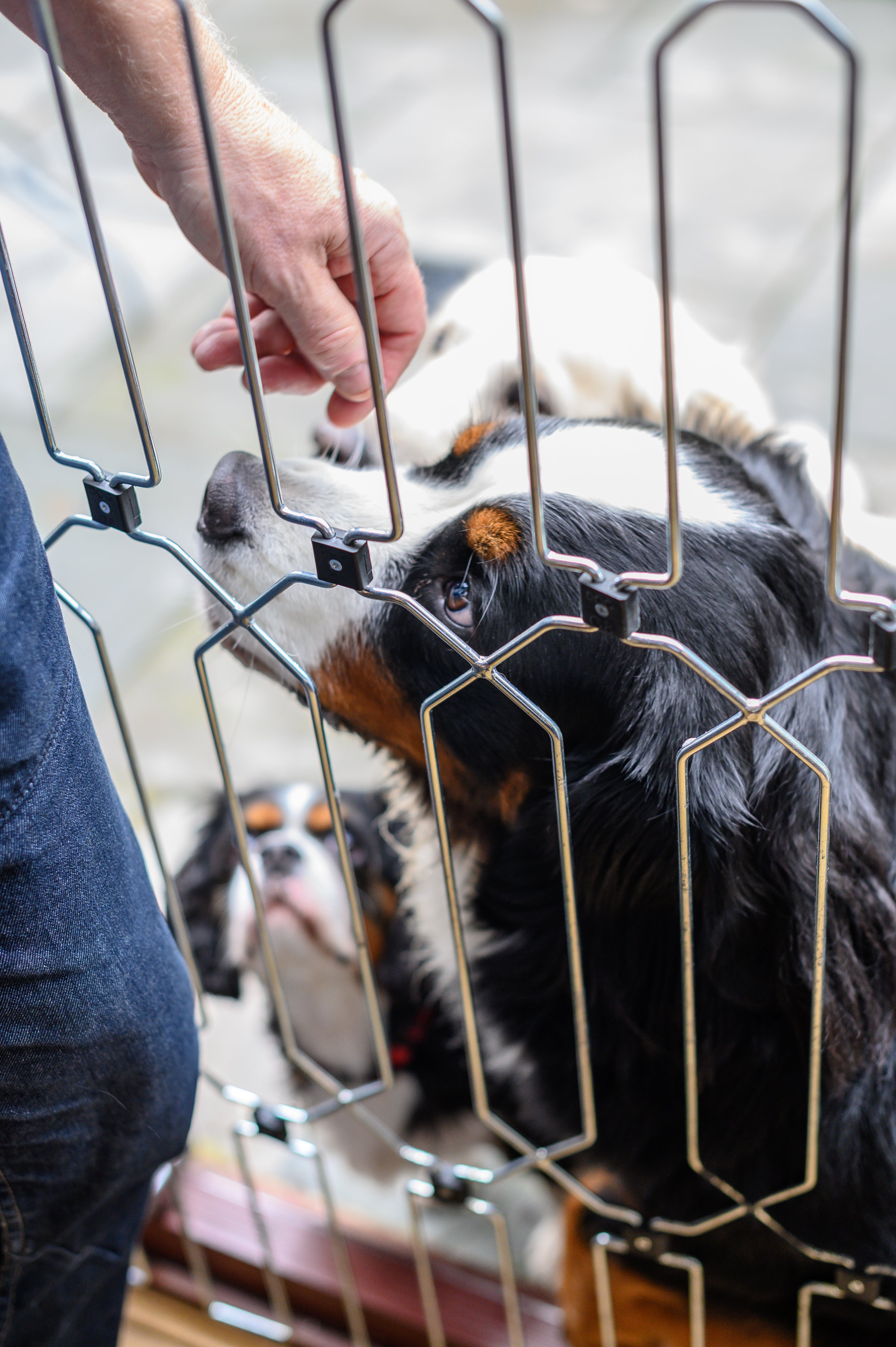 High-Quality Dog Safety Gates – The Dog-G8 Company