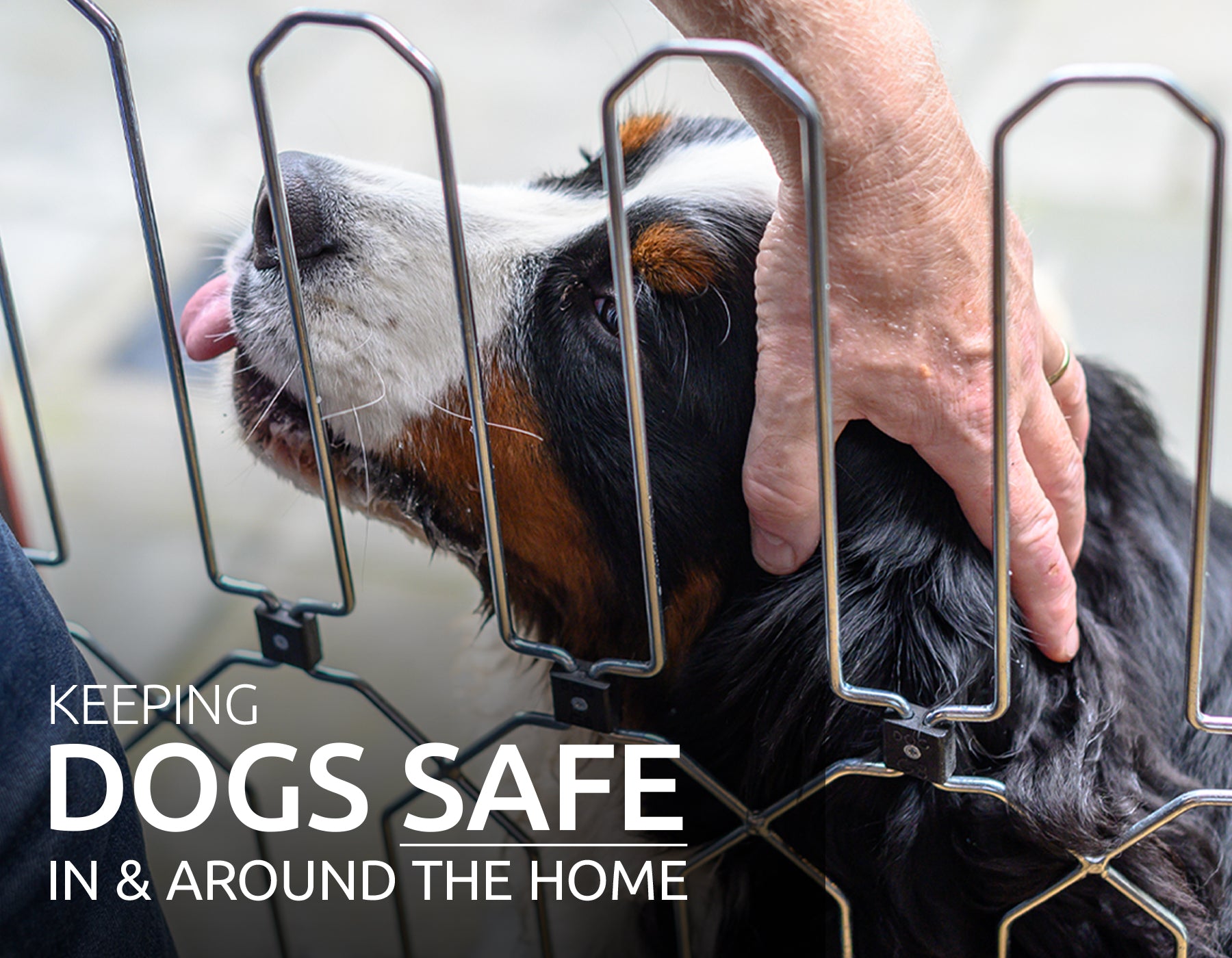 As seen on Dragons' Den – The Dog-G8 Company